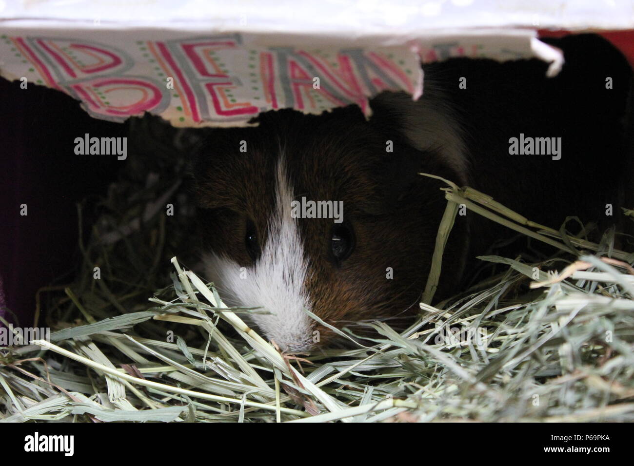 Guinea pig hiding in his cage Stock Photo - Alamy