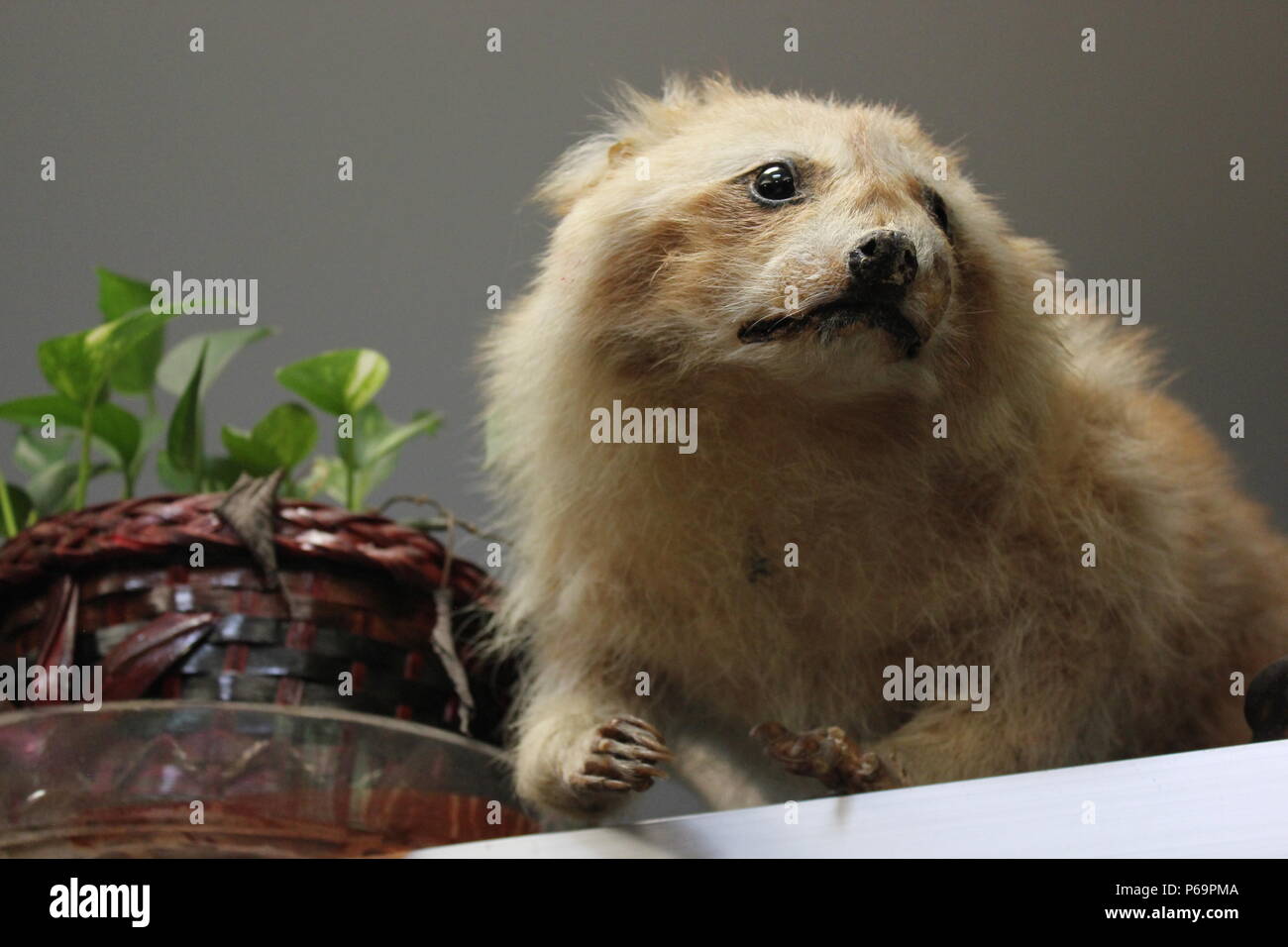 Stuffed badger that has been Sun bleached Stock Photo - Alamy