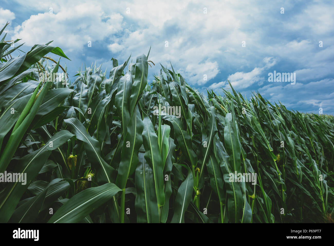 Corn crop resisting strong windstorm on dark cloudy summer afternoon ...