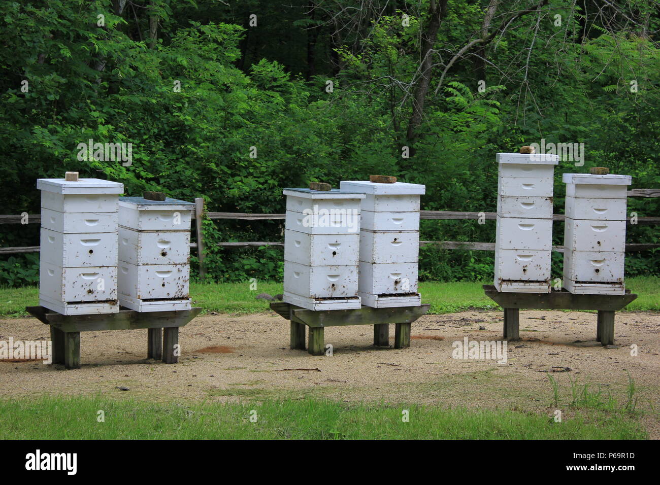 White bee hives and containers standing in the meadow Stock Photo - Alamy