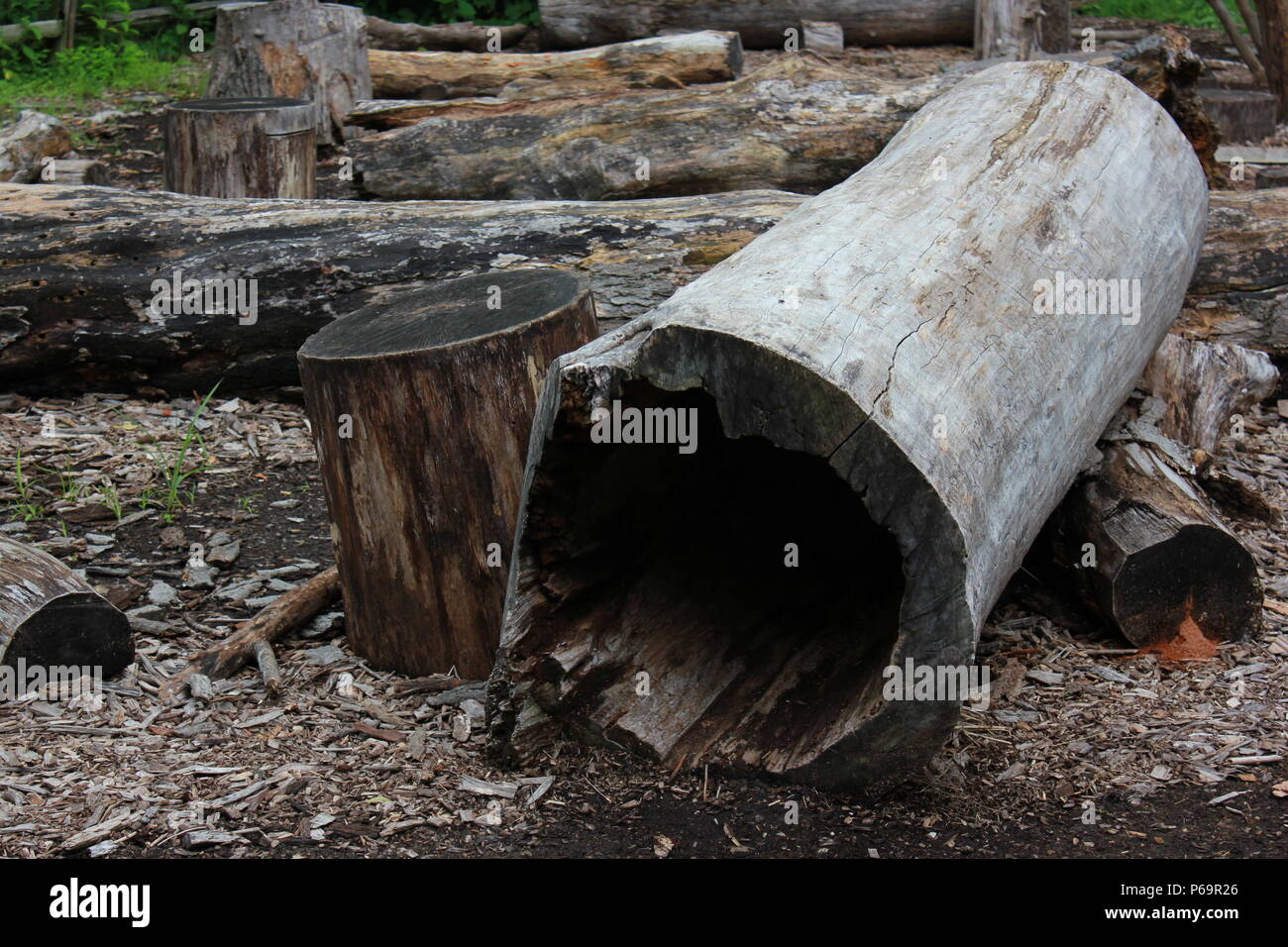 Hollow felled tree hi-res stock photography and images - Alamy