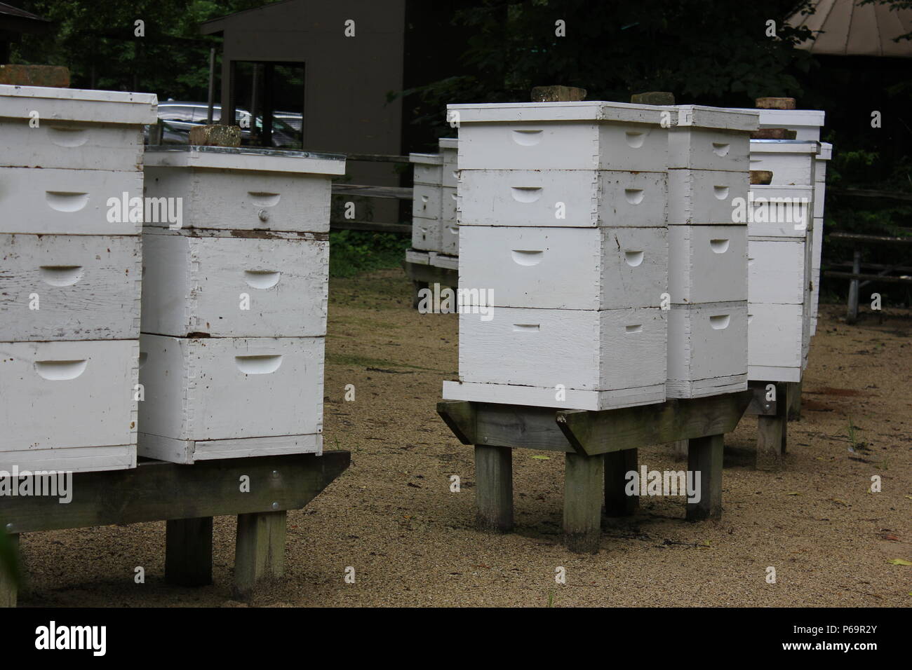 White bee hives and containers standing in the meadow Stock Photo - Alamy