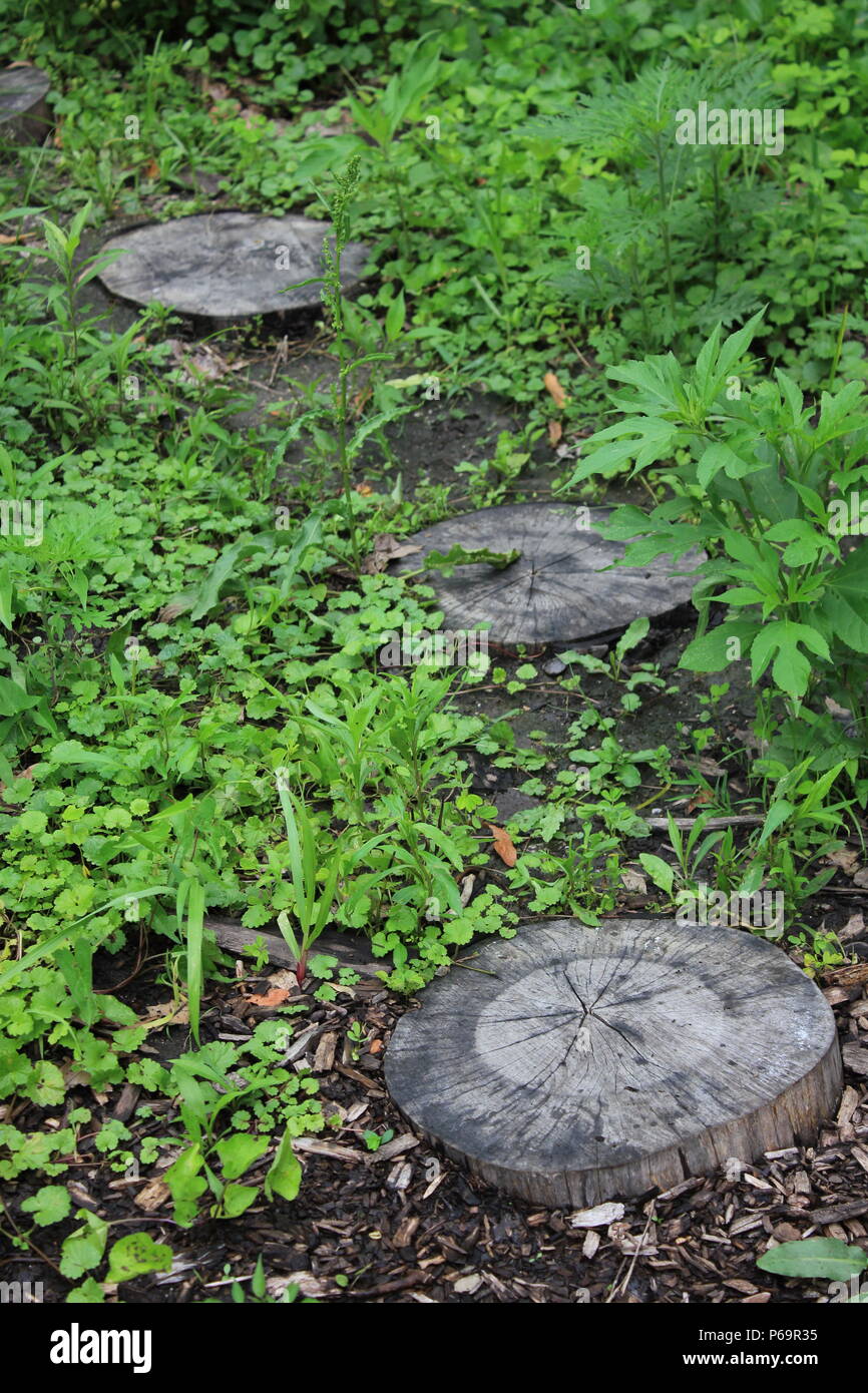 Footpath created from cut tree trunks and embedded in the ground Stock ...