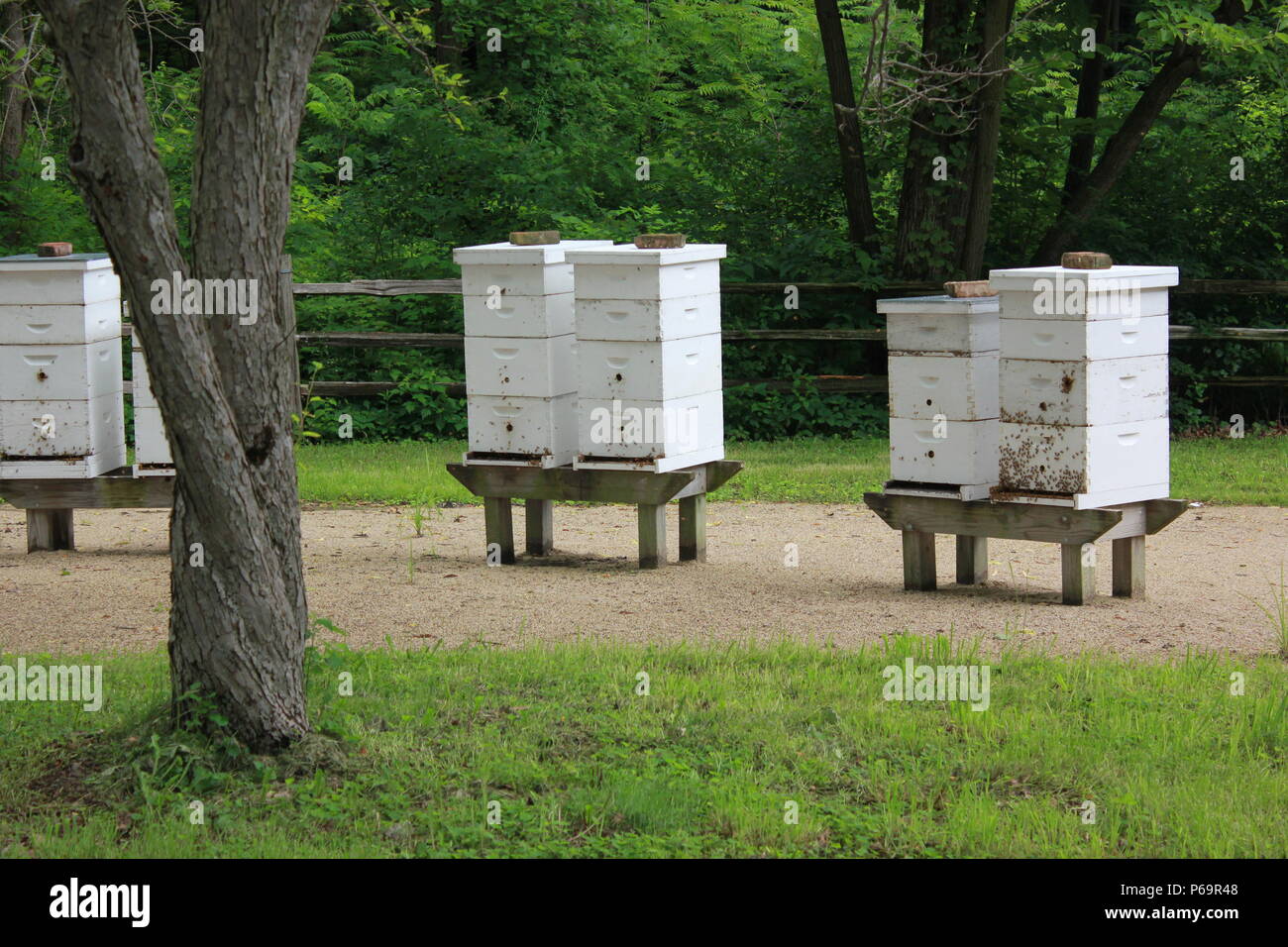White bee hives and containers standing in the meadow Stock Photo - Alamy