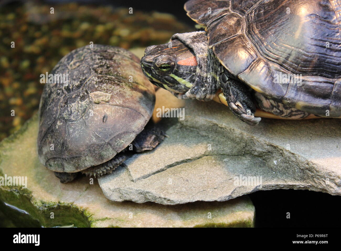 Two freshwater turtles and best friends Stock Photo - Alamy