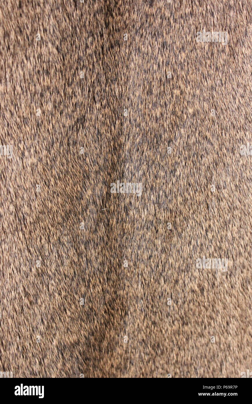 Deer hide on display at the touching station Stock Photo - Alamy