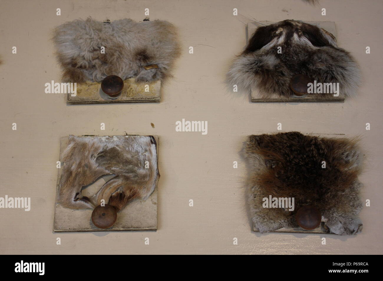 Select of animal pelts and skins Stock Photo - Alamy