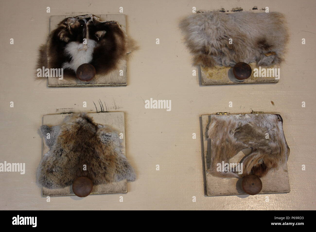 Select of animal pelts and skins Stock Photo - Alamy