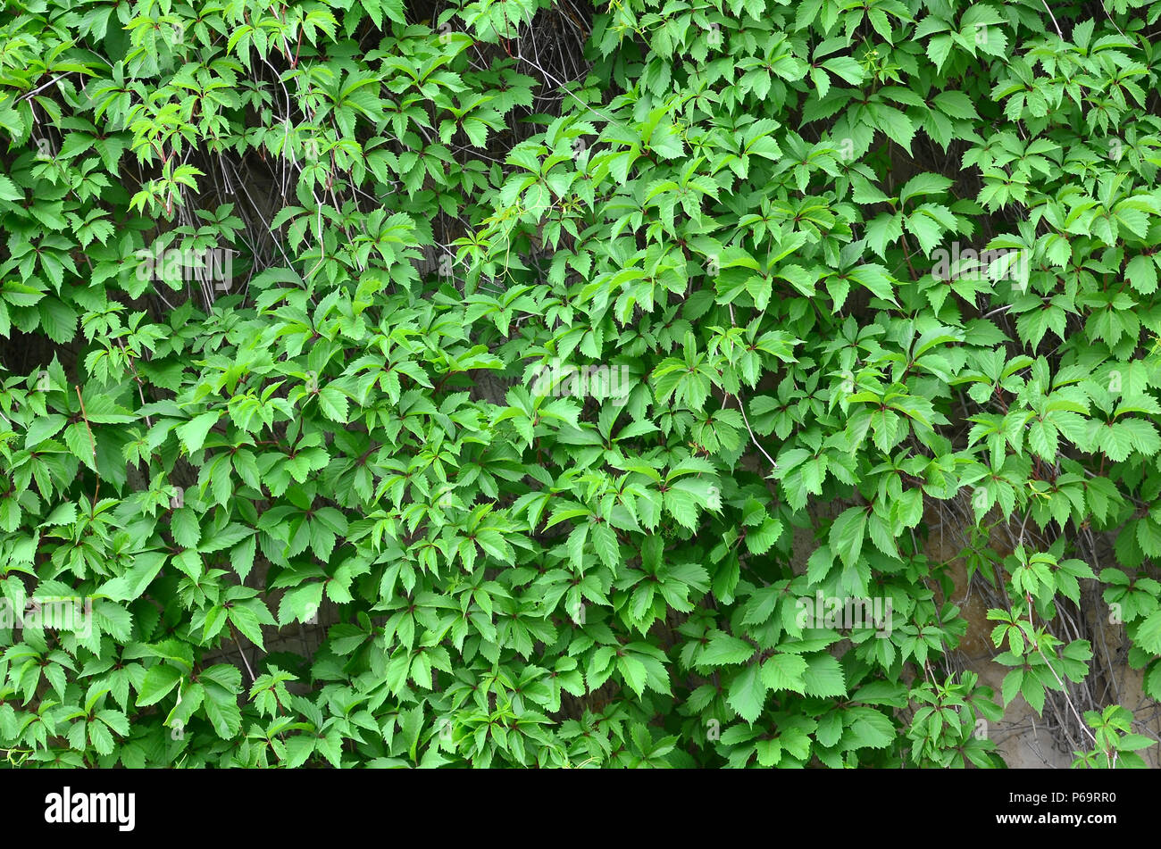 Green ivy grows along the beige wall of painted tiles. Texture of dense ...