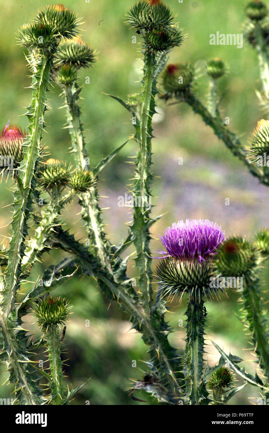Close up of Cotton thistle (Scotch thistle Stock Photo - Alamy