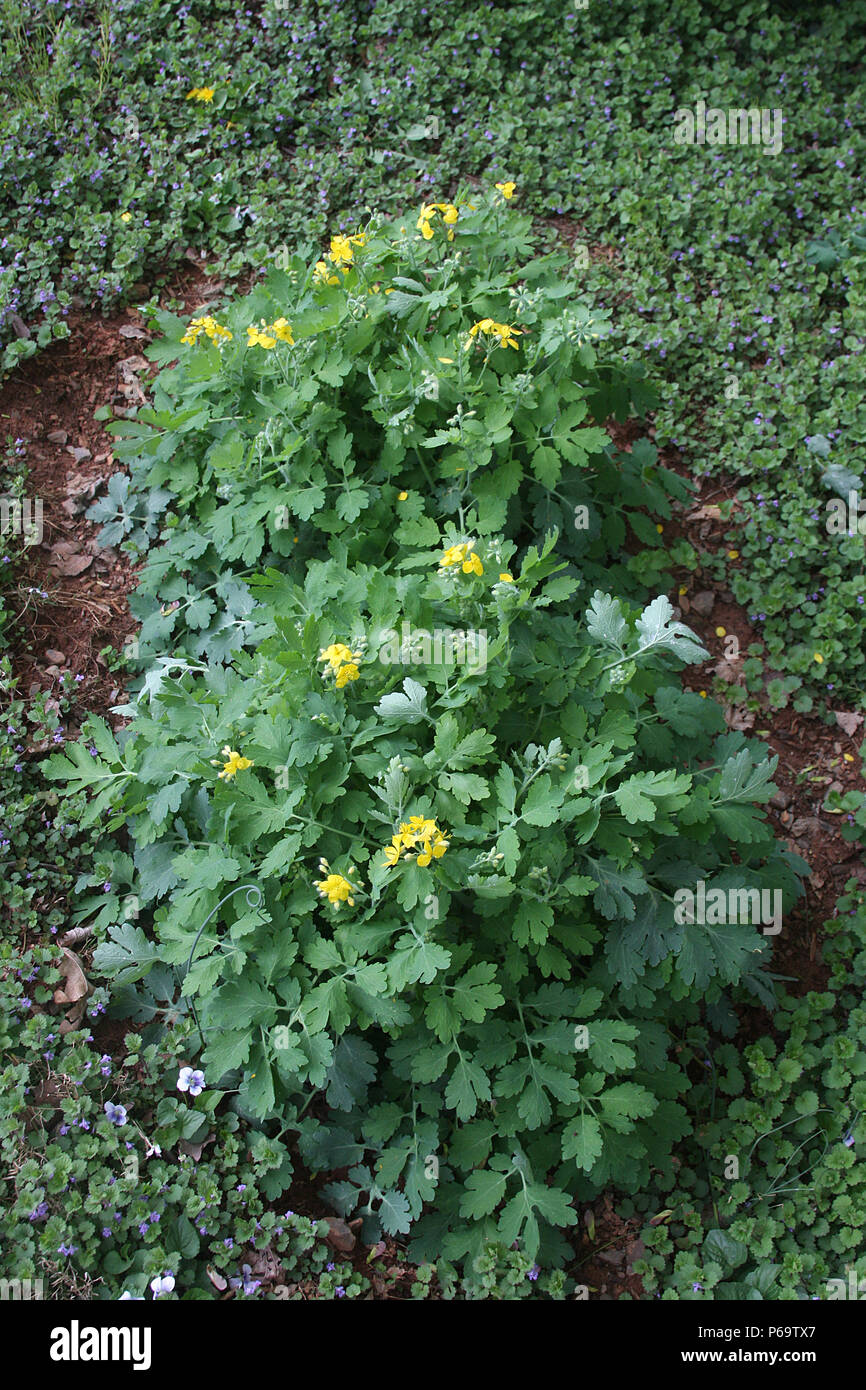 Greater celandine yellow wild hi-res stock photography and images - Alamy