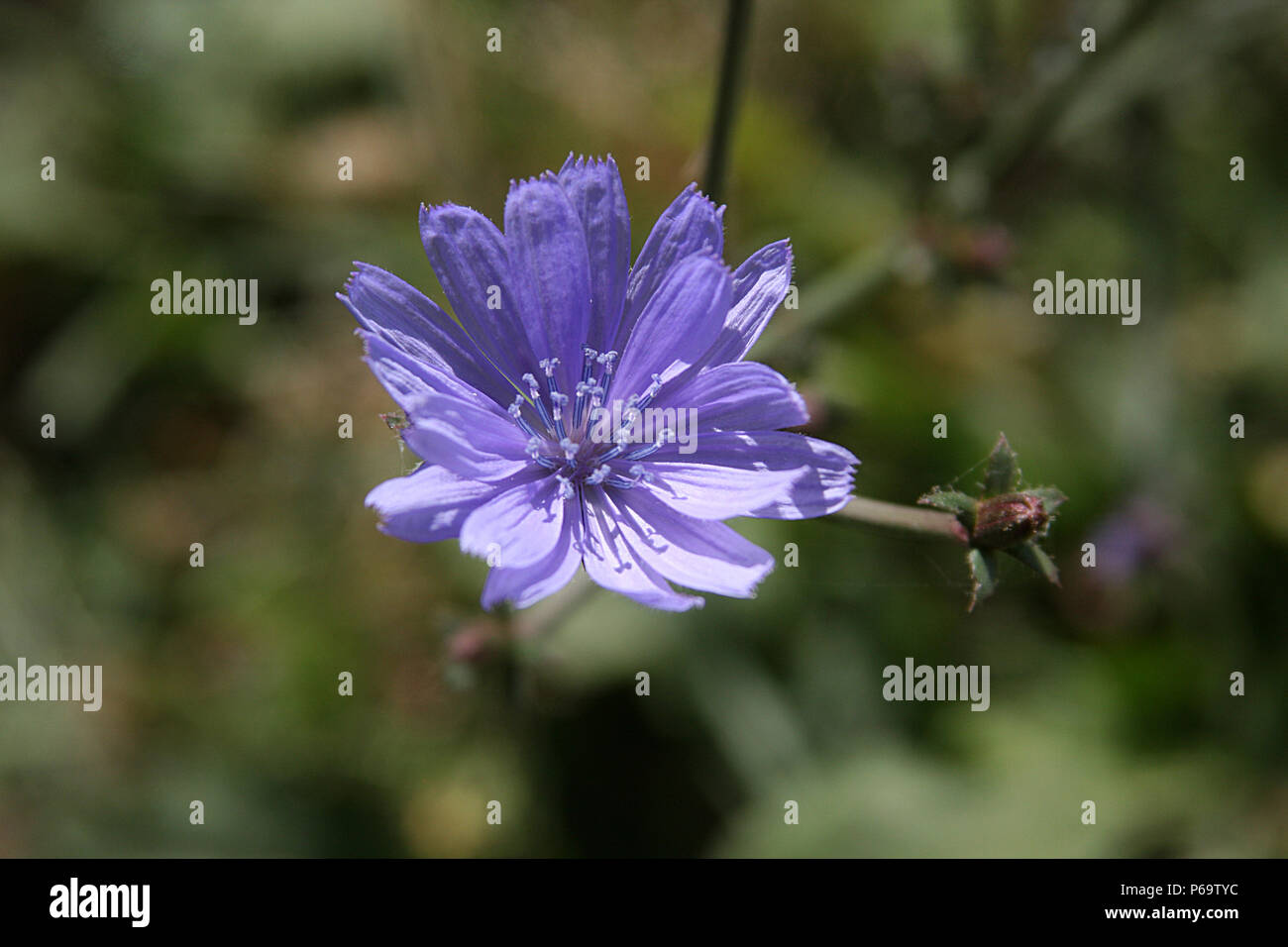 Plants chicory blue flowers hi-res stock photography and images - Alamy