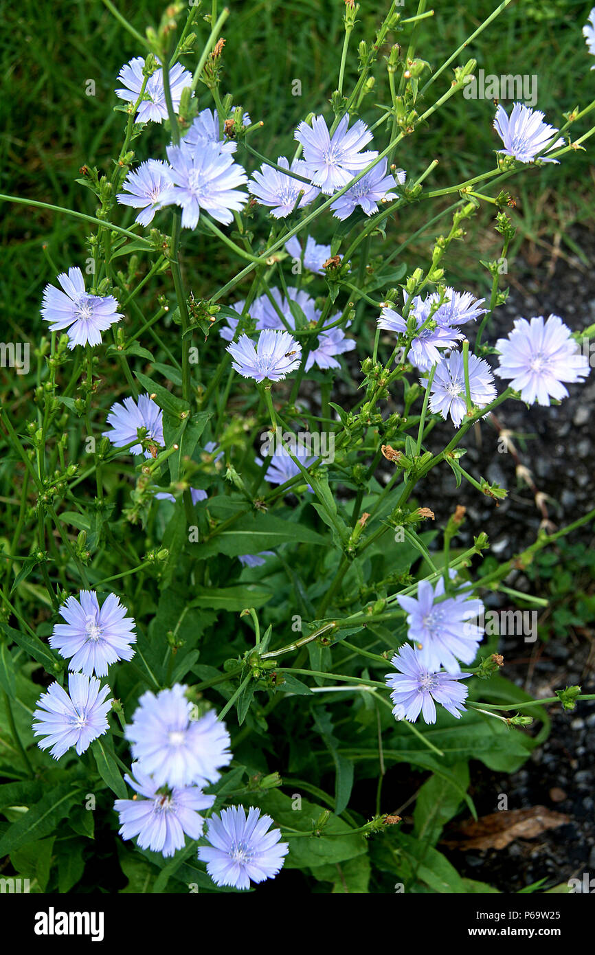 Wild chicory edible hi-res stock photography and images - Alamy