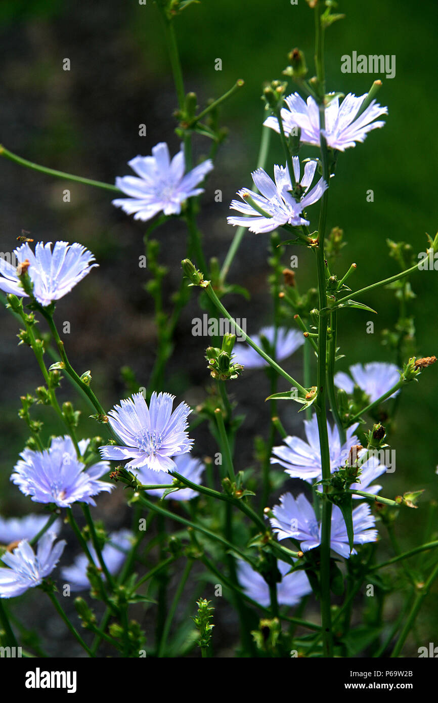 Common Chicory plant in bloom Stock Photo - Alamy