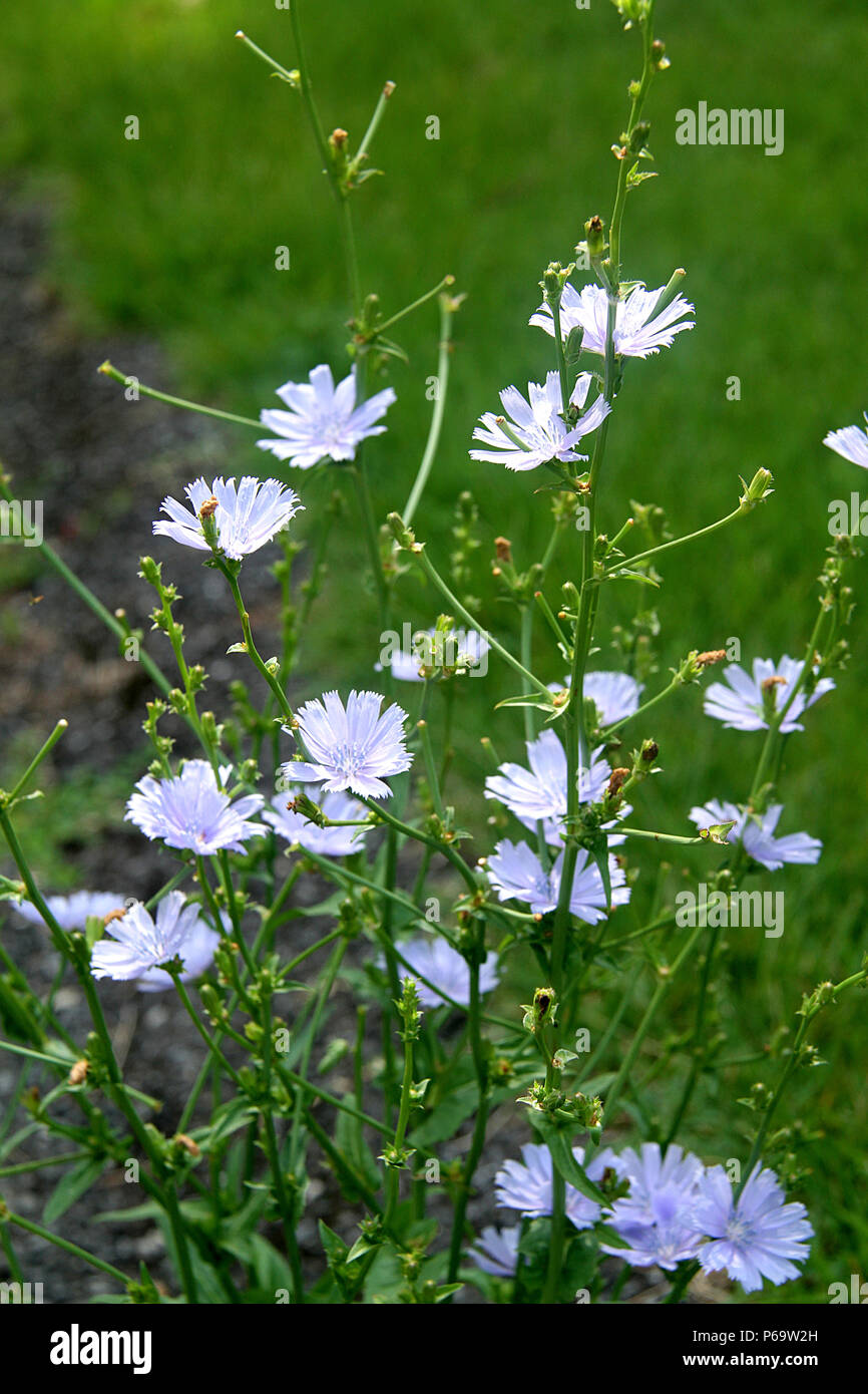 Common Chicory plant in bloom Stock Photo - Alamy