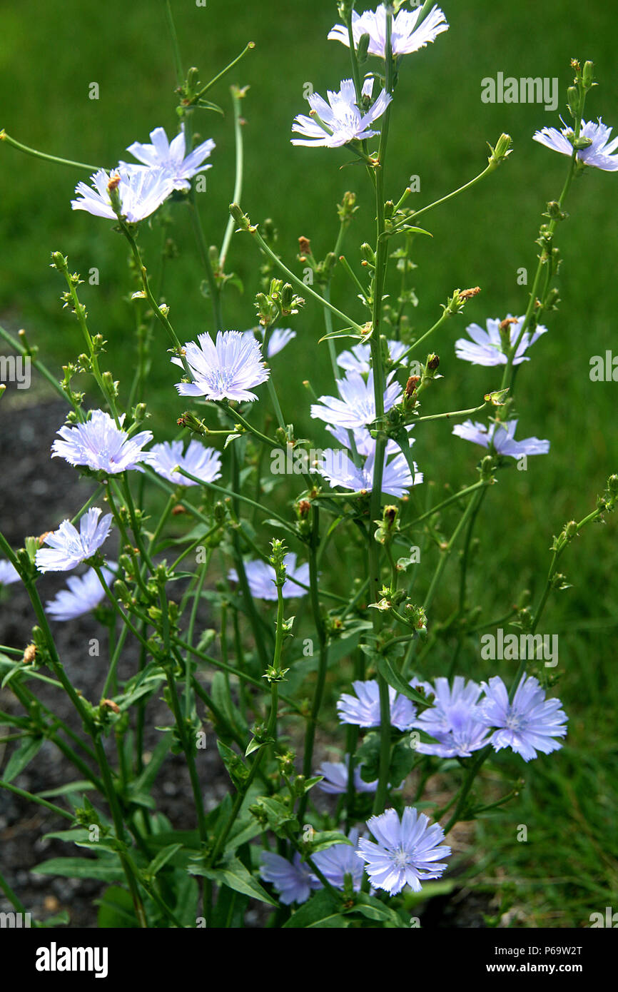 Common Chicory plant in bloom Stock Photo - Alamy