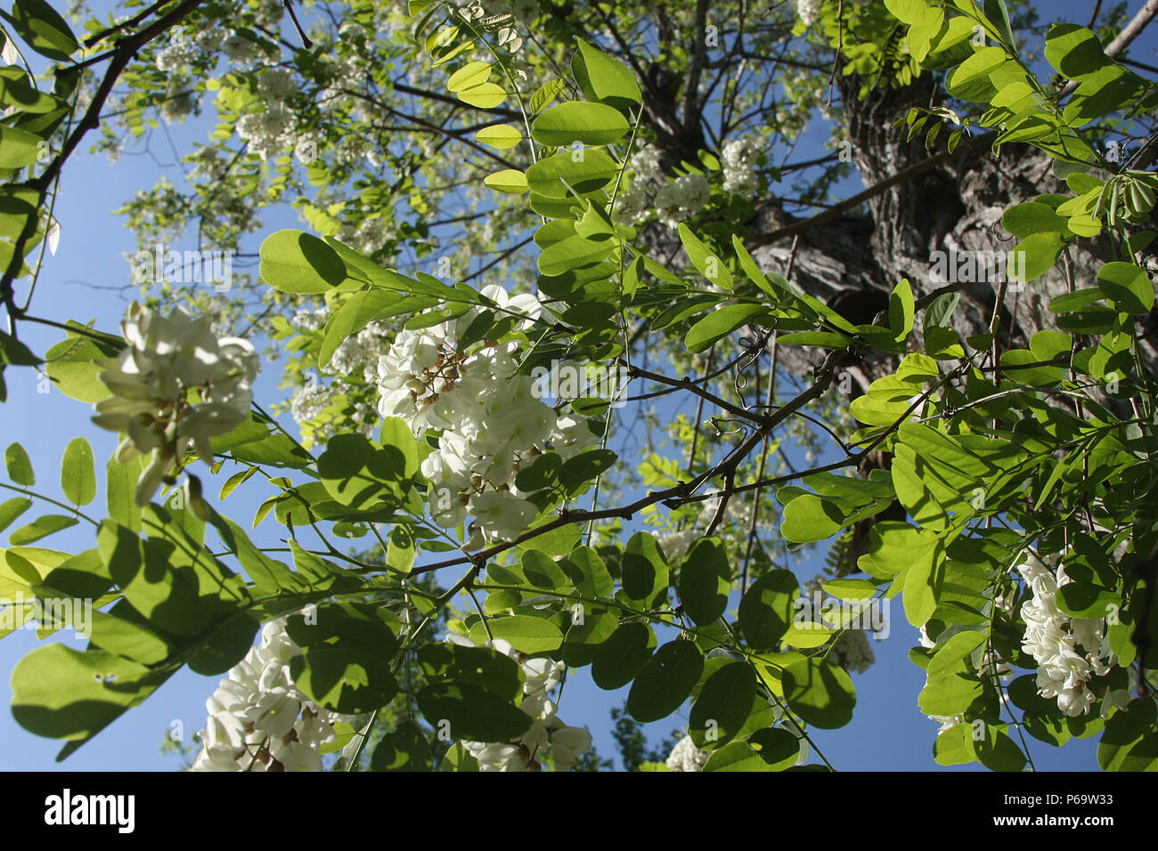 Black locust blossom Stock Photo - Alamy