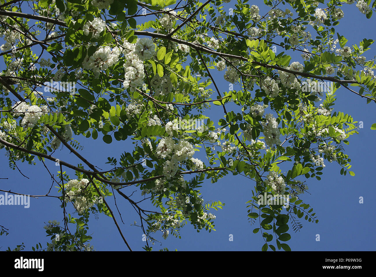 Black locust blossom Stock Photo - Alamy