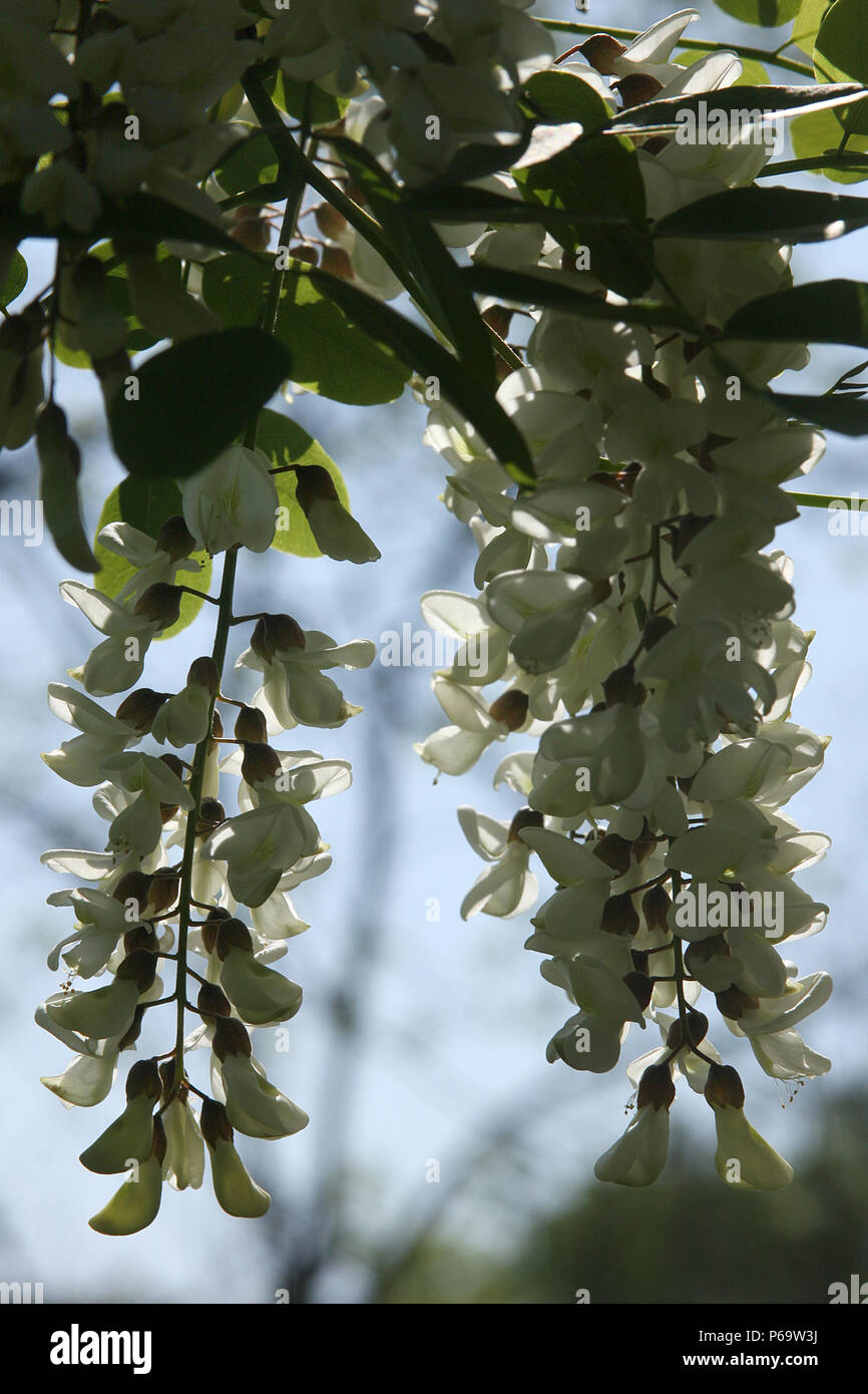 Black locust blossom Stock Photo - Alamy