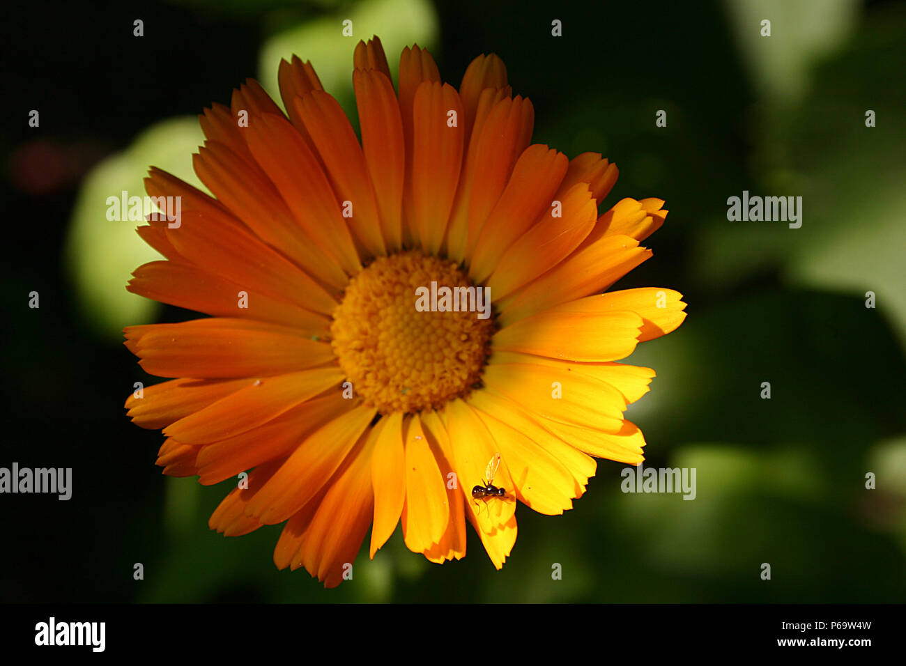 Close up of Calendula officinalis Stock Photo - Alamy