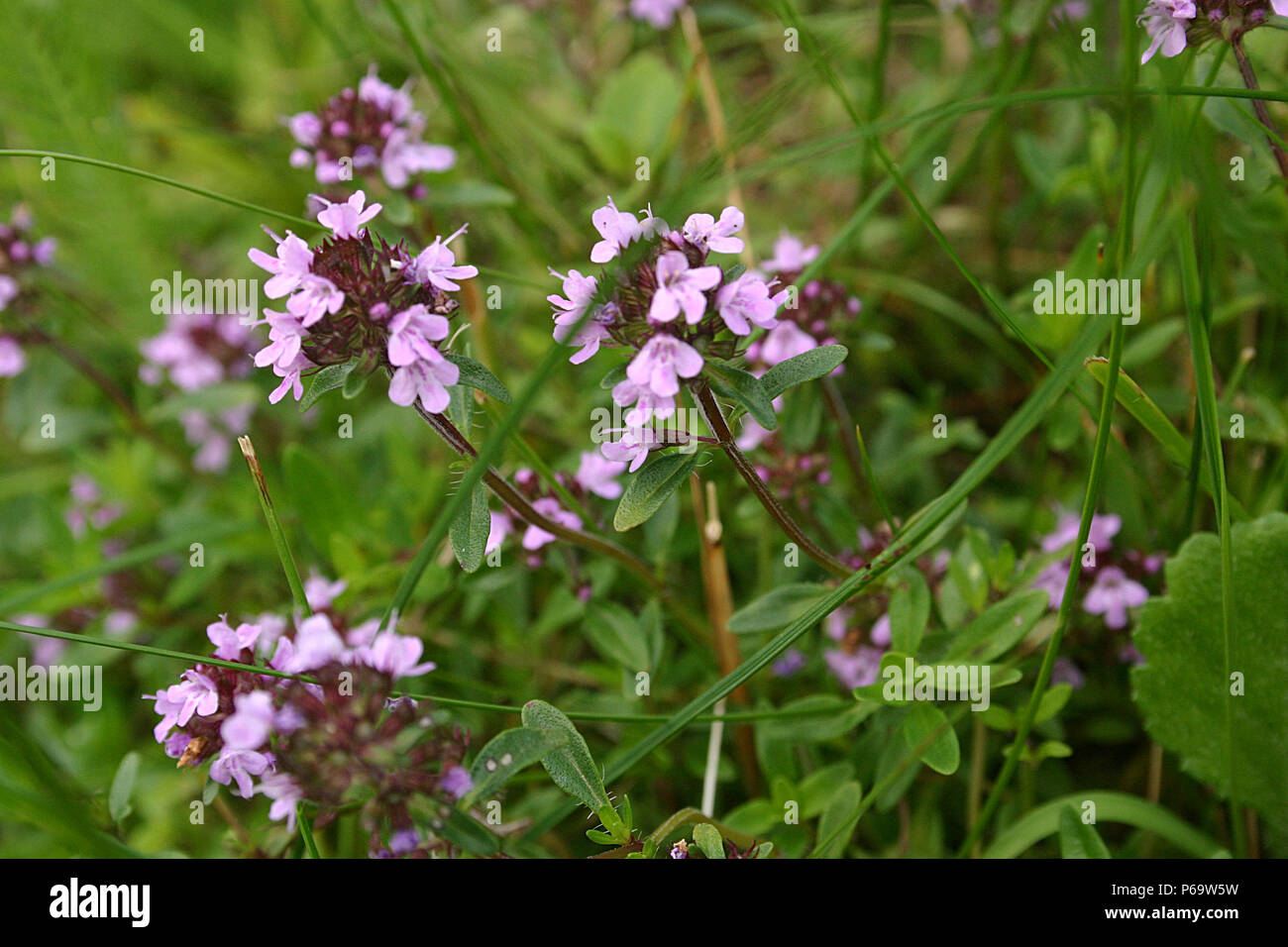 Elfin thyme hi-res stock photography and images - Alamy