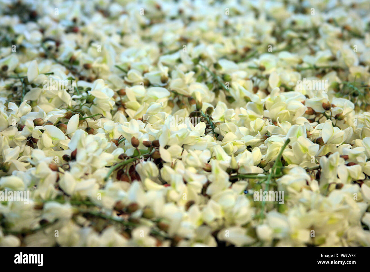 Drying black locust tree's flowers for medicinal use Stock Photo - Alamy