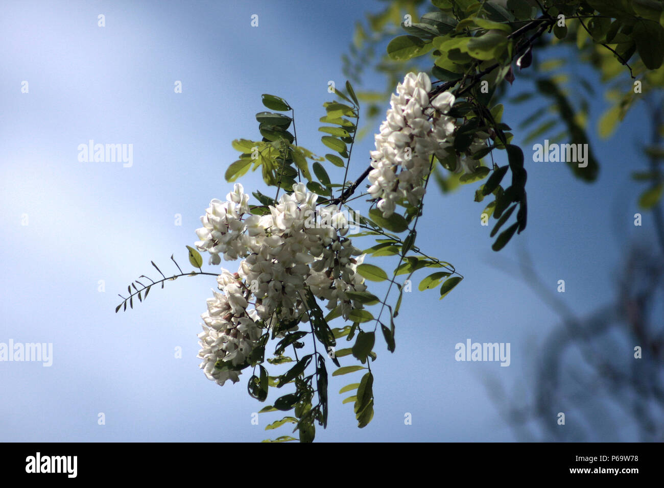 Black locust blossom Stock Photo - Alamy