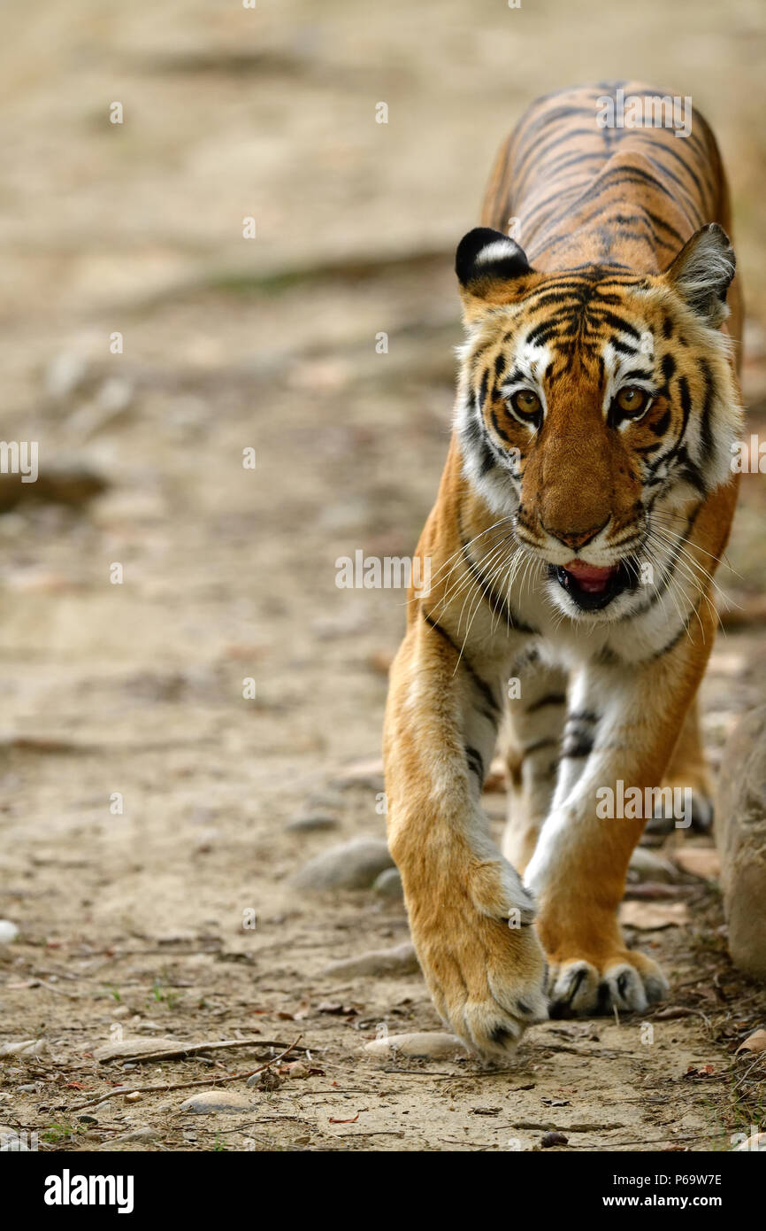 Bengal tiger, Panthera tigris in summer, staring at camera. Tigress ...
