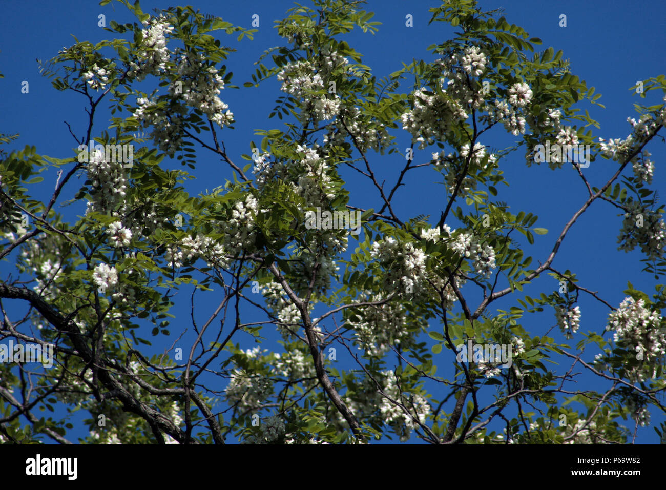 Black locust blossom Stock Photo - Alamy