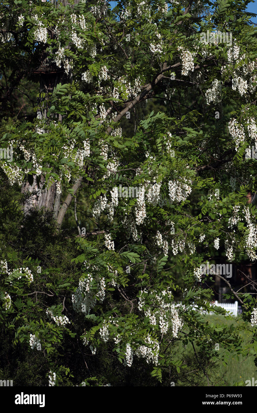 Black locust blossom Stock Photo - Alamy