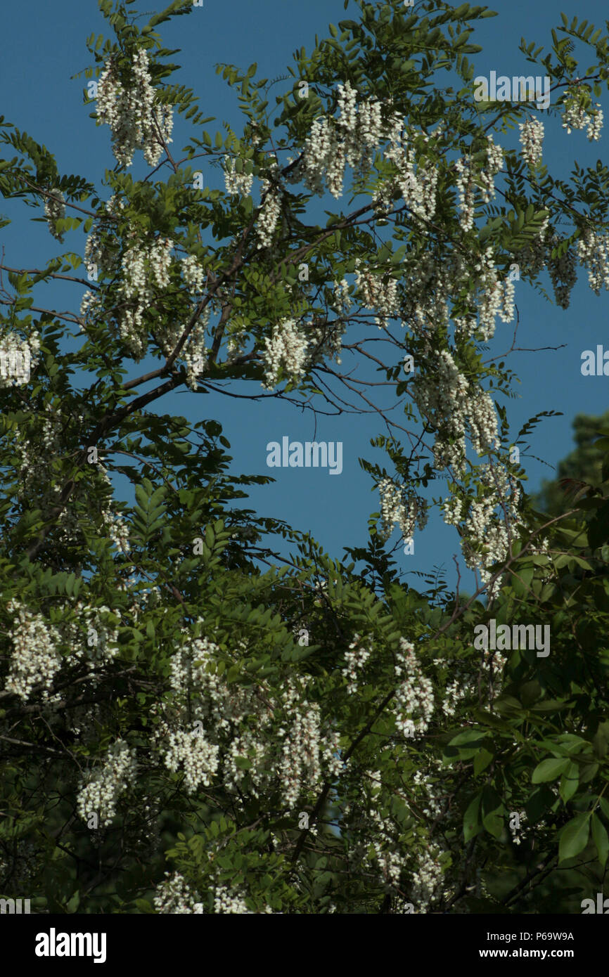 Black locust blossom Stock Photo - Alamy