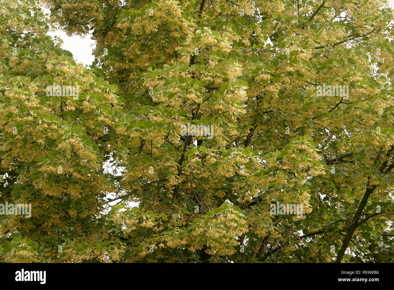 Linden Tree Blossom High Resolution Stock Photography and Images - Alamy
