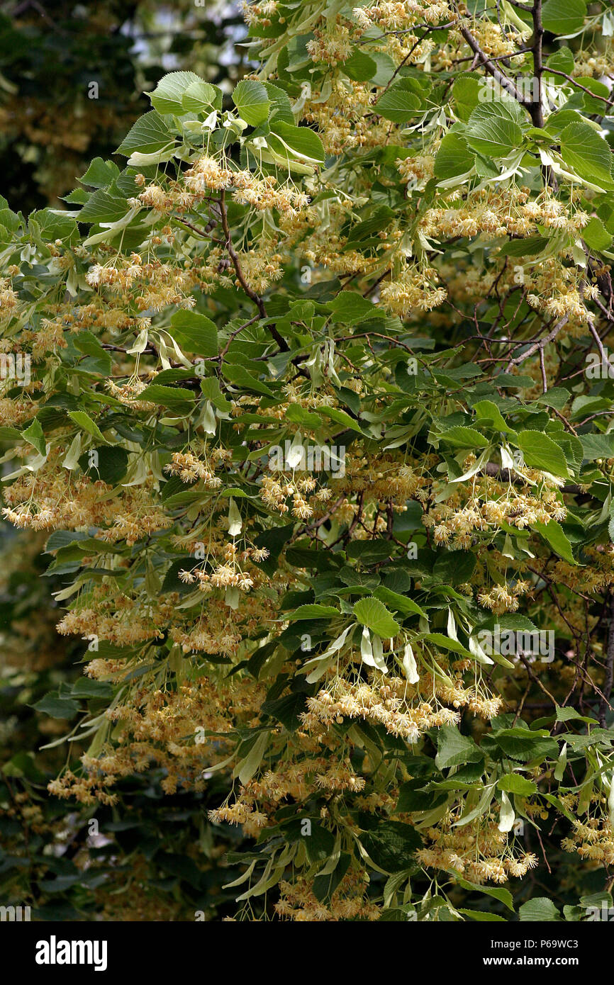Close up of Linden tree blossom Stock Photo - Alamy