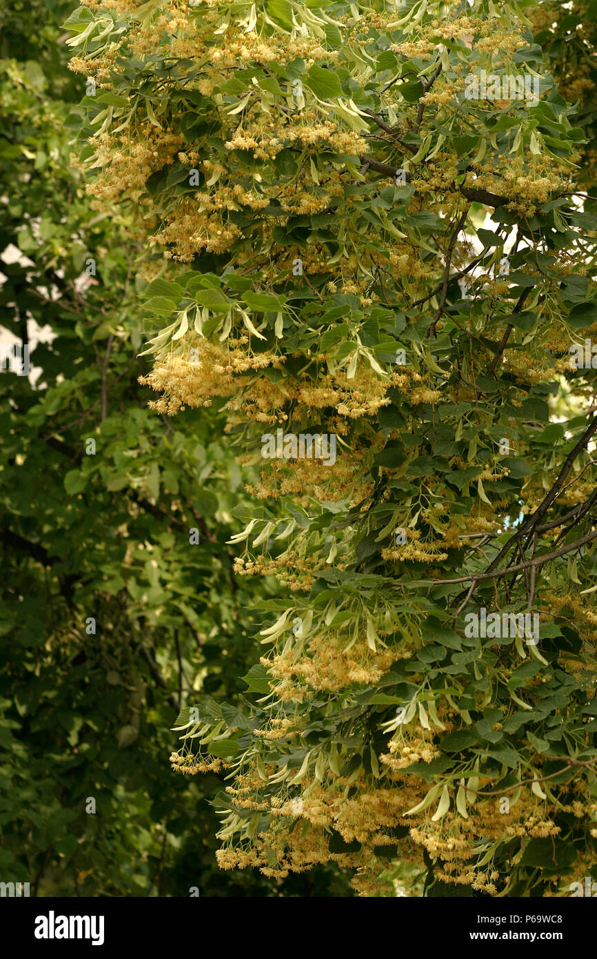 Linden tree blossom hi-res stock photography and images - Alamy