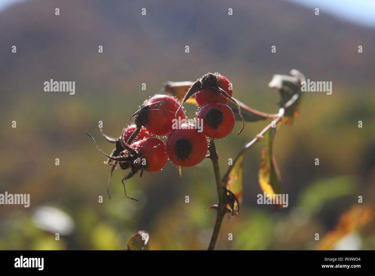 Rosa summertime rose hips hi-res stock photography and images - Alamy