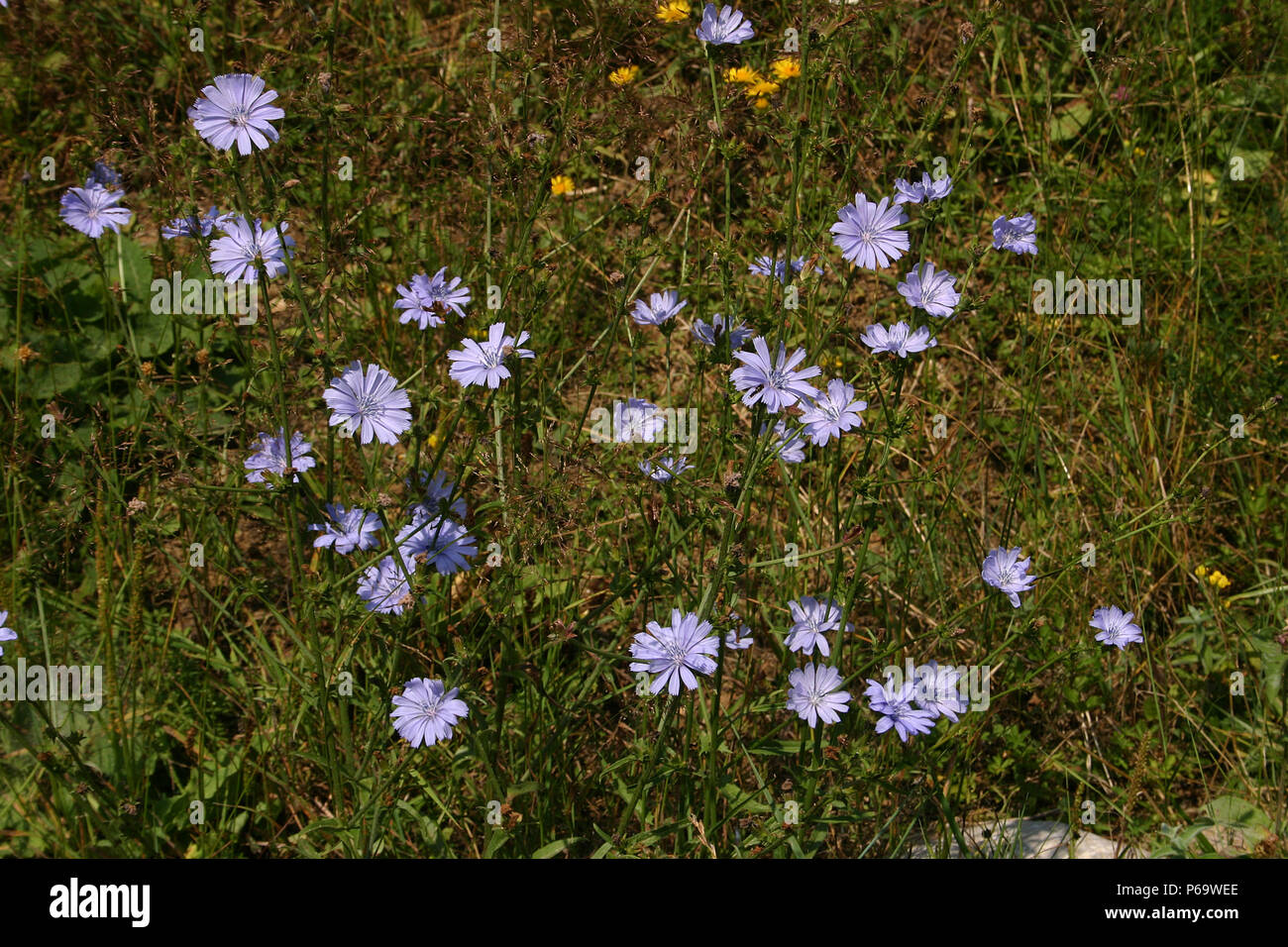 Common Chicory plant in bloom Stock Photo - Alamy
