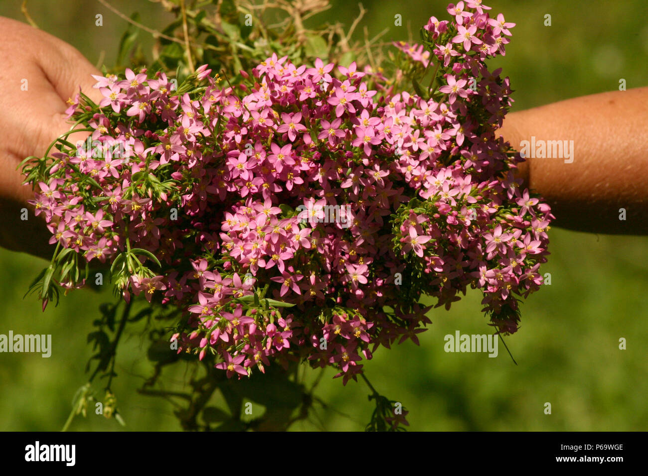 Harvested Centaury flowers, used as a medicinal plant Stock Photo - Alamy
