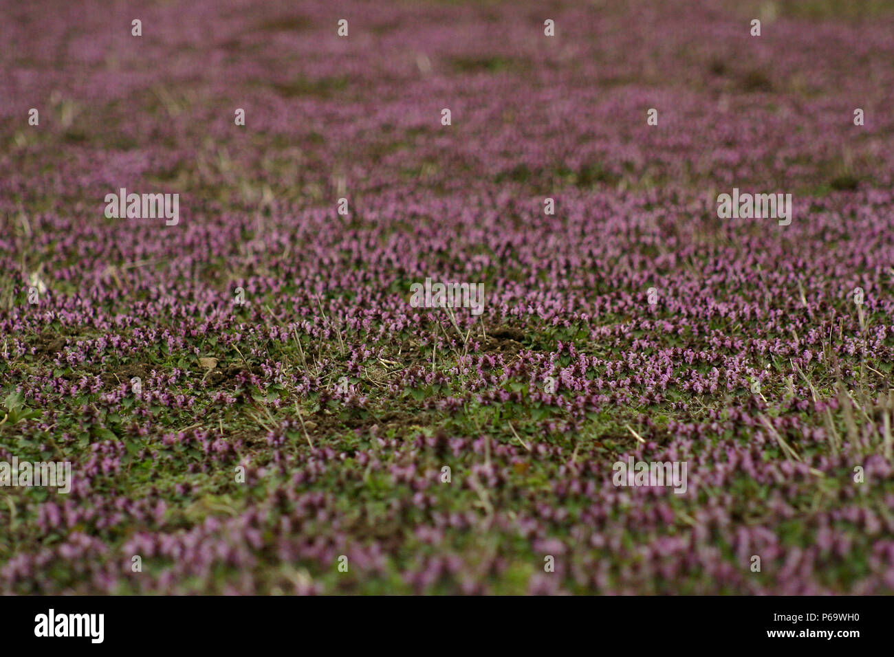 Field blooming thyme close hi-res stock photography and images - Alamy