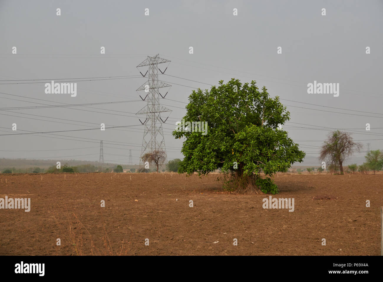 Trees in Agriculture farm field landscape. Agriculture farmland scene ...