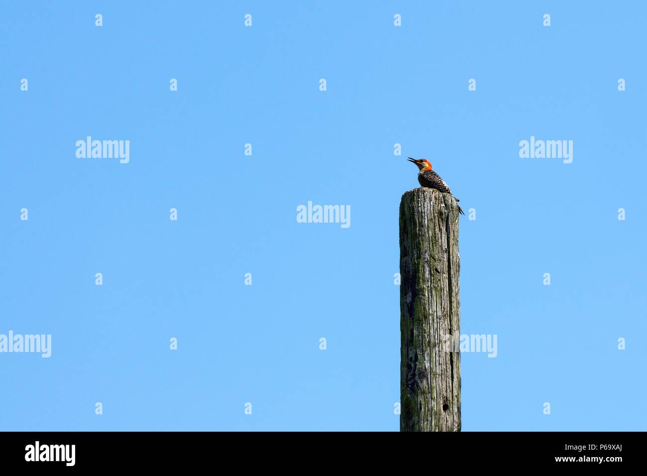 Woodpecker on a wooden post Stock Photo - Alamy