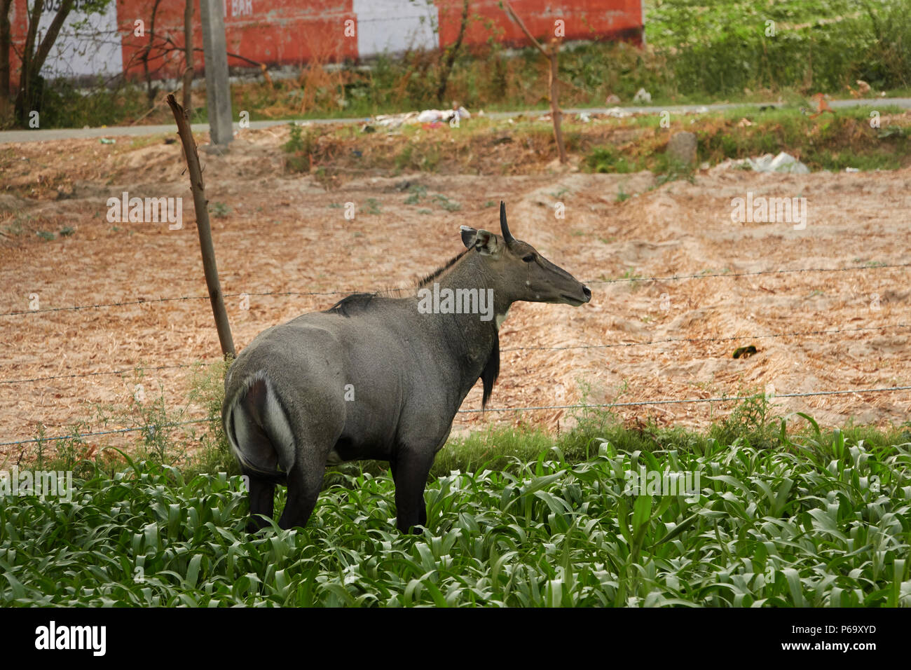 The nilgai or blue bull is the largest Asian antelope and is endemic to ...