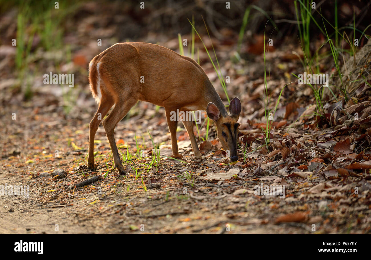deers in the nature habitat during morning. Deer in the magical morning ...