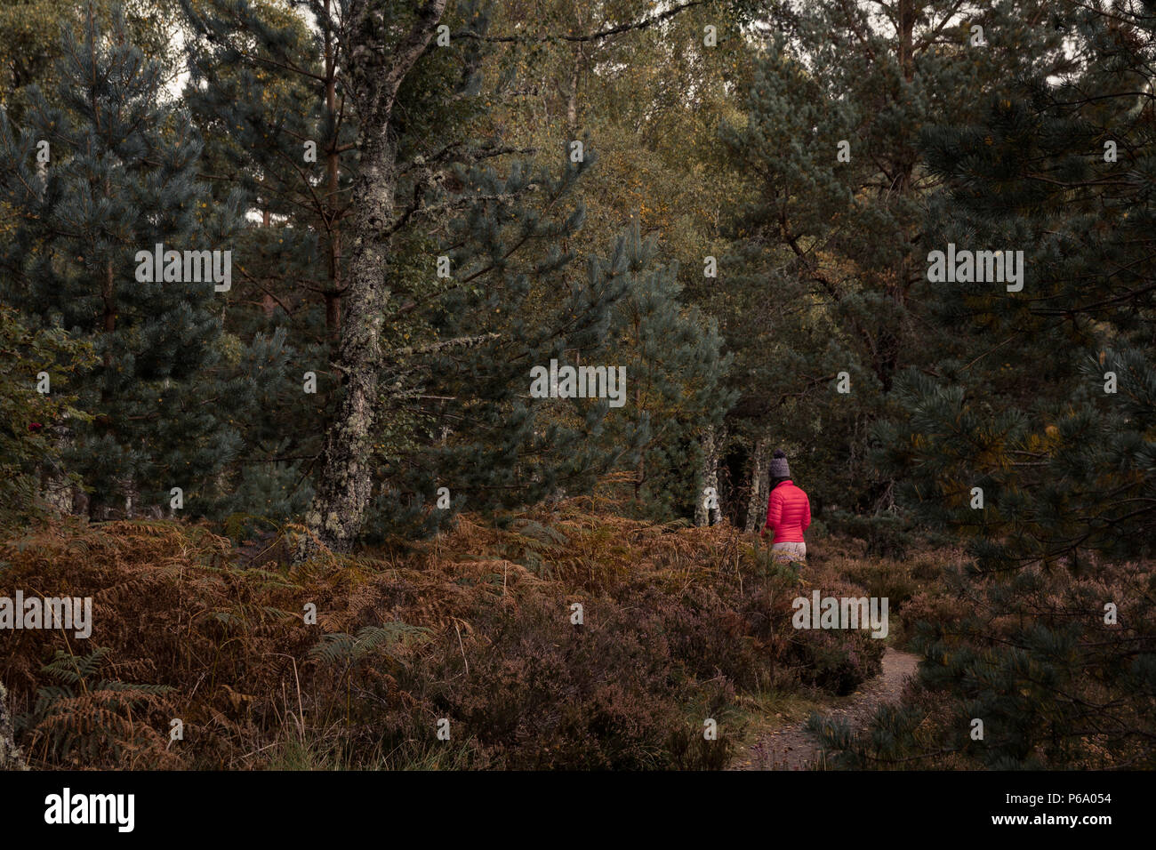 woman walking into the forest on a single track path thinking about ...