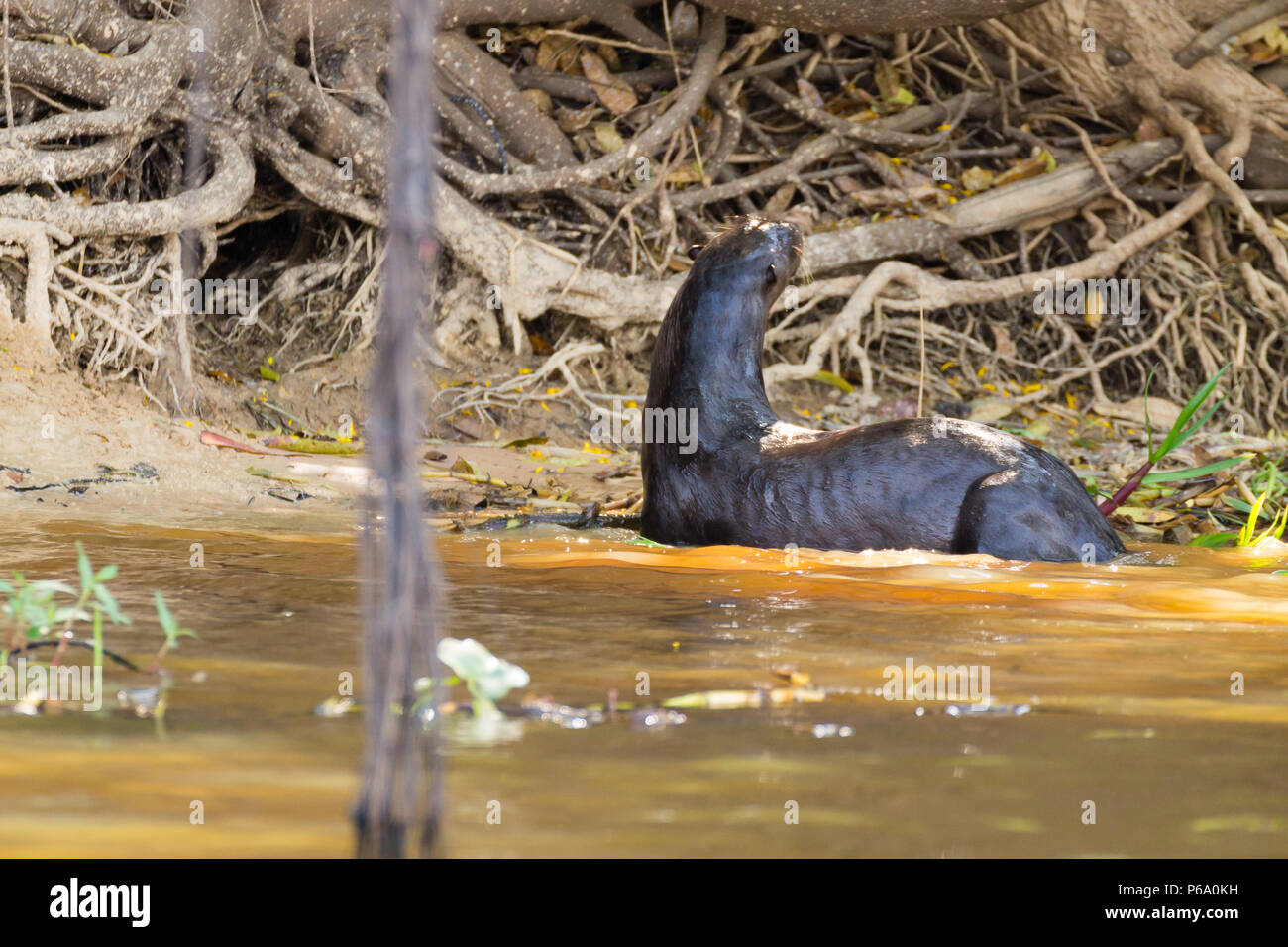 Giant otter on water from Pantanal wetland area, Brazil. Brazilian ...
