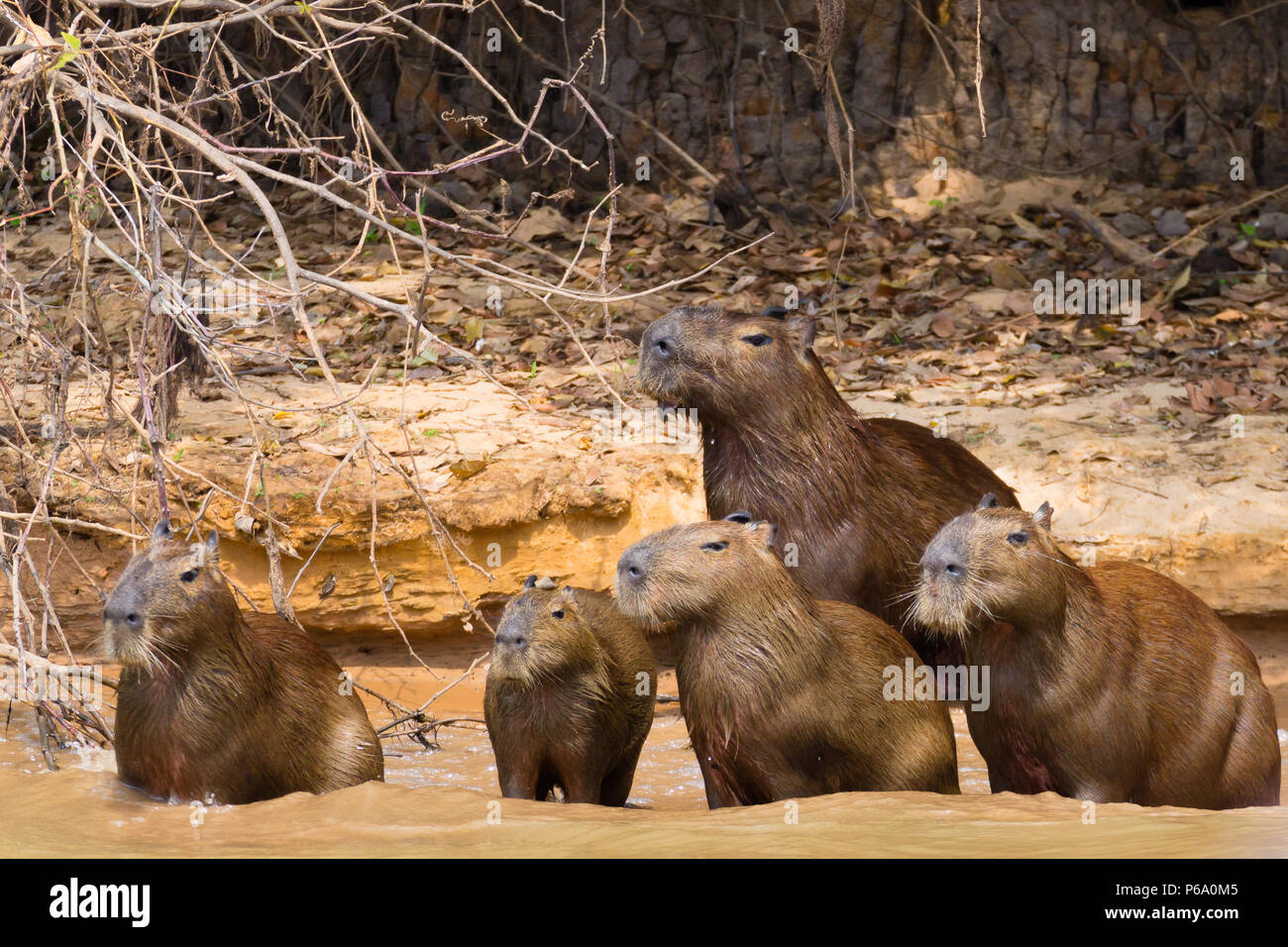 Herd of Capybara on riverbank from Pantanal, Brazil. Brazilian wildlife ...