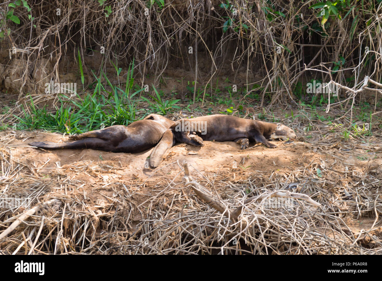 Giant otter on water from Pantanal wetland area, Brazil. Brazilian ...
