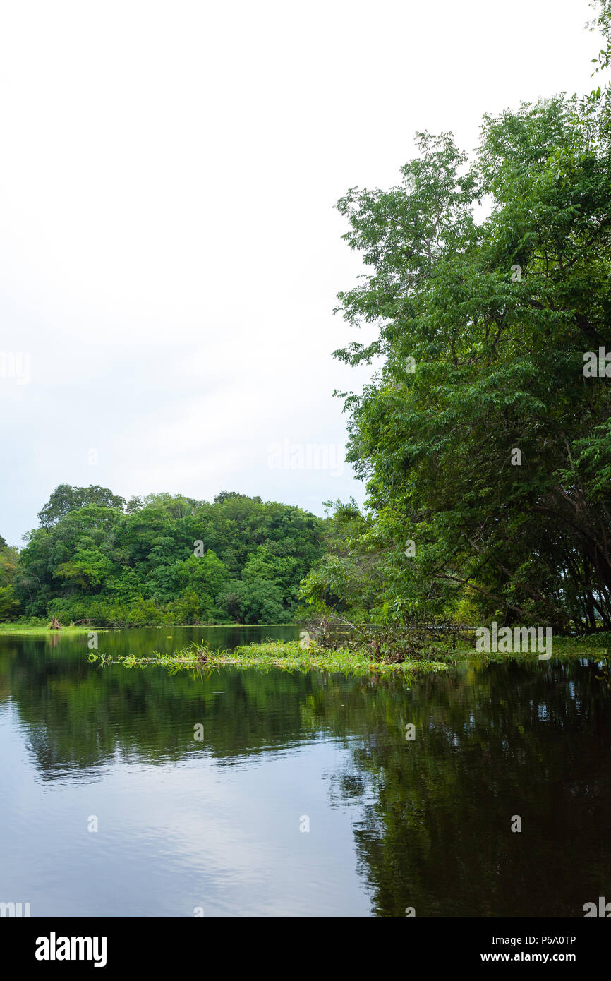 Panorama from Amazon rainforest, Brazilian wetland region. Navigable ...