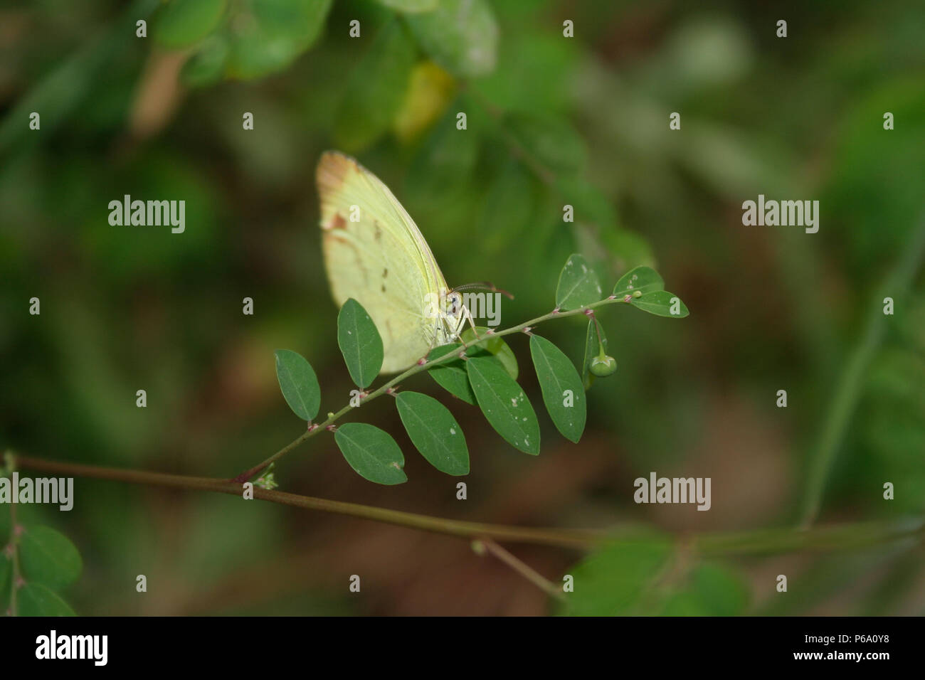 Leuce hi-res stock photography and images - Alamy