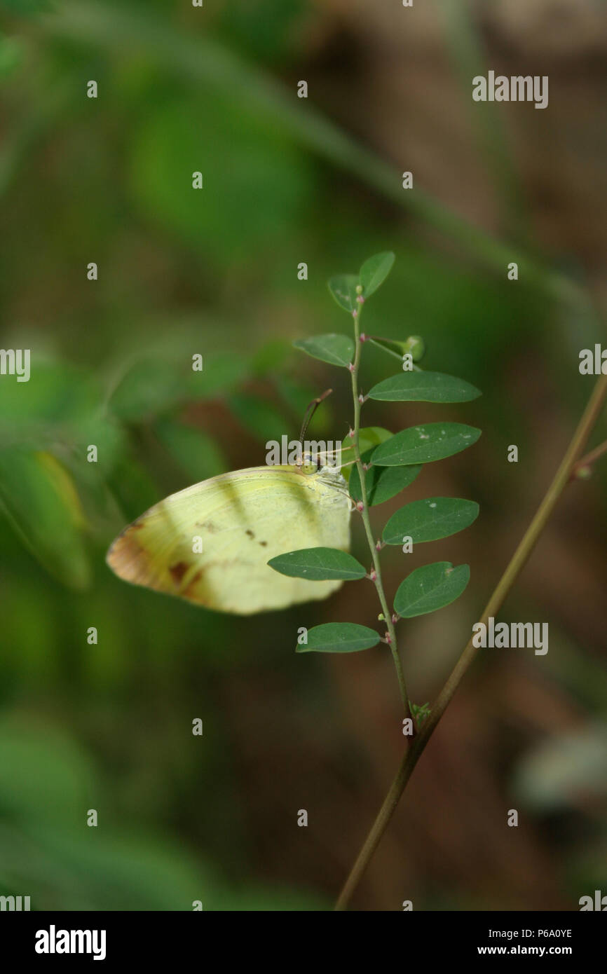 Leuce hi-res stock photography and images - Alamy