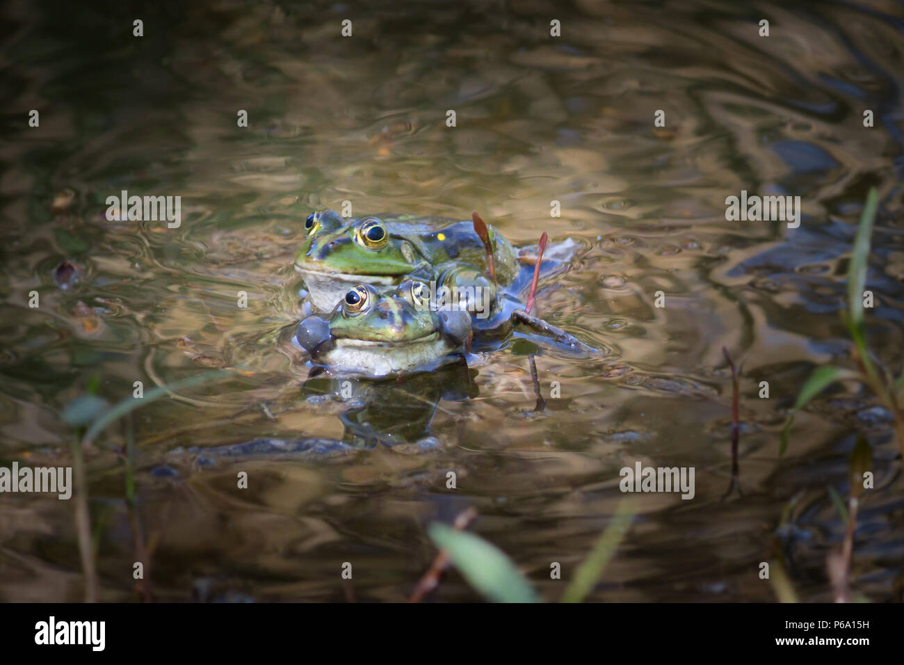 Two Frog Friends Stock Photo - Alamy